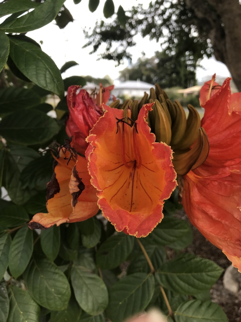 African tulip tree from Archer Street, Woodford, QLD, AU on May 31 ...
