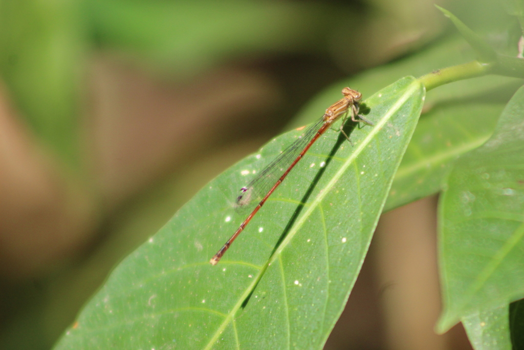 Desert Firetail from Ameca, Jal., México on May 26, 2020 at 11:29 AM by ...