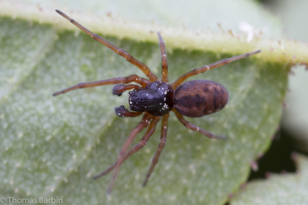 Dictyna major from Hemer, Nanaimo, British Columbia, Canada on May 29 ...