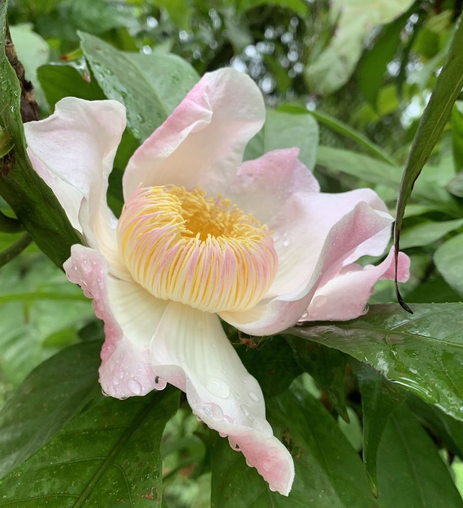 flowering plants from Punggol Park, Hougang, Singapore, SG on May 08 ...