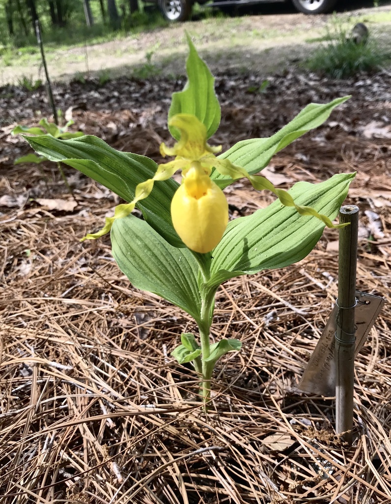 yellow lady's slipper in May 2020 by visionaccess · iNaturalist