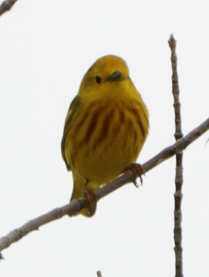 Northern Yellow Warbler from Division No. 13, Manitoba, Canada on May ...
