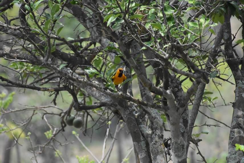 Altamira Oriole from Angel R. Cabada, Ver., México on May 28, 2020 at ...