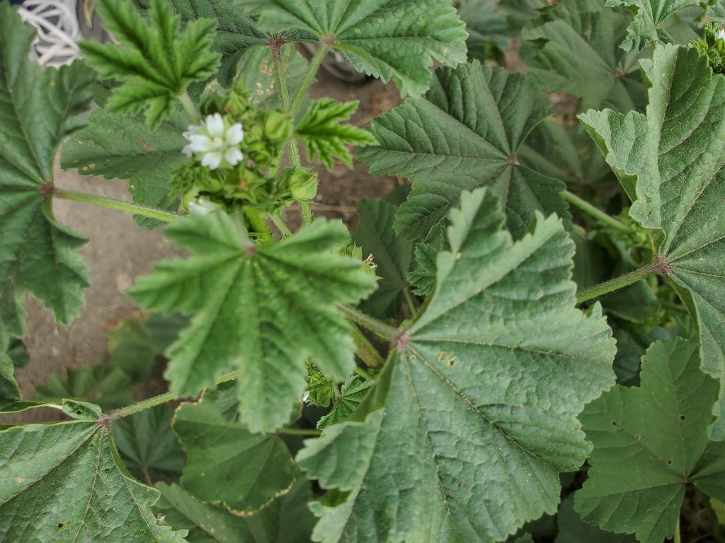 cheeseweed mallow from Monterey County, CA, USA on May 30, 2020 at 03: ...