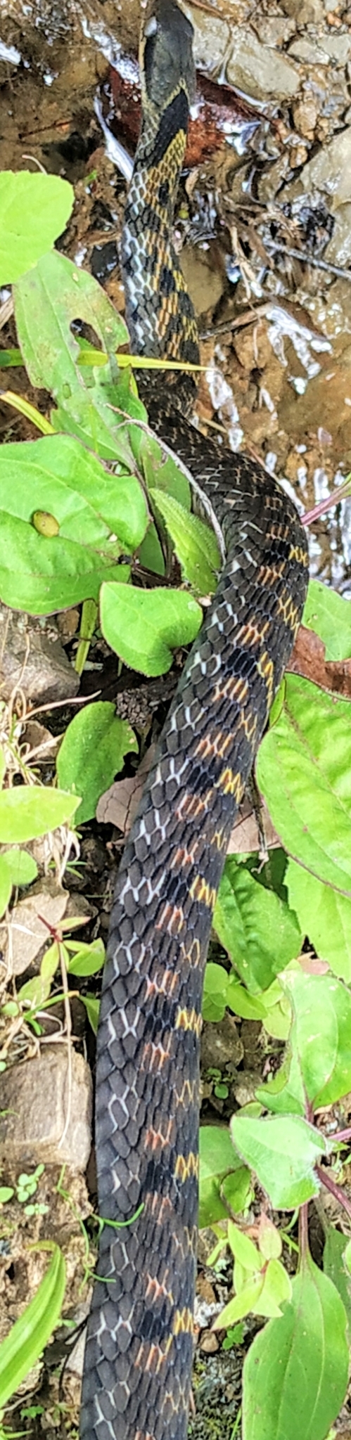 Pseudoxenodon macrops (Blyth, 1855)