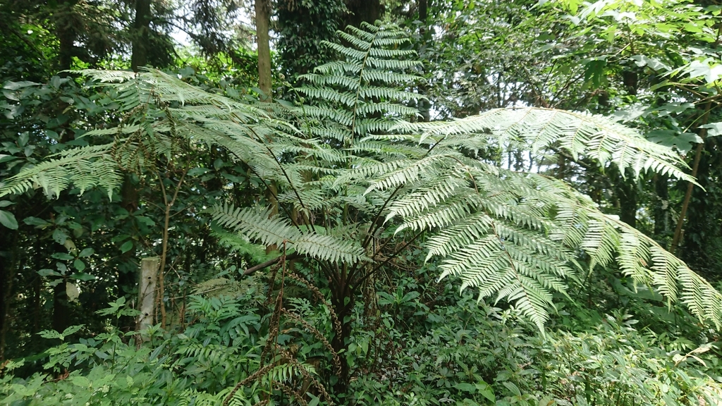 Spiny Tree Fern from 602台灣嘉義縣番路鄉文化城 on May 31, 2020 at 04:35 AM by ...