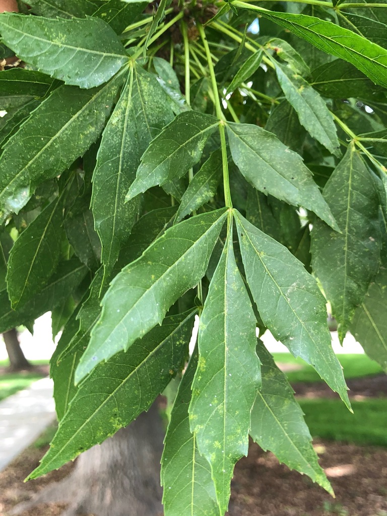 German ash (Fraxinus pallisiae) - Botanical Realm