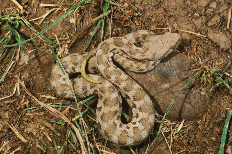 Levantine Viper (Macrovipera lebetinus) - Snakes and Lizards