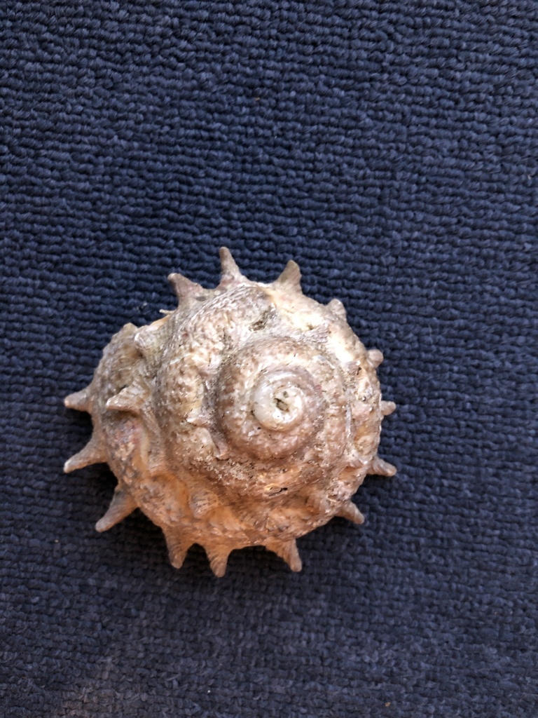 Circular Saw Shell from Shaw Road, Waihi Beach, Bay of Plenty, NZ on ...