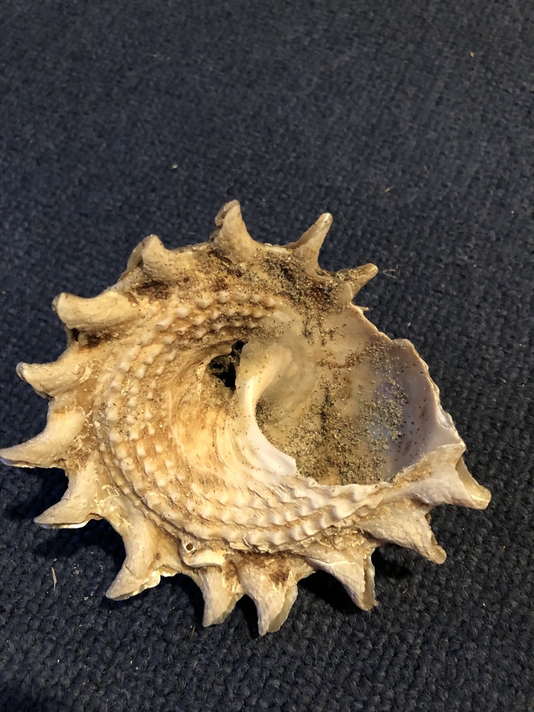 Circular Saw Shell from Shaw Road, Waihi Beach, Bay of Plenty, NZ on ...