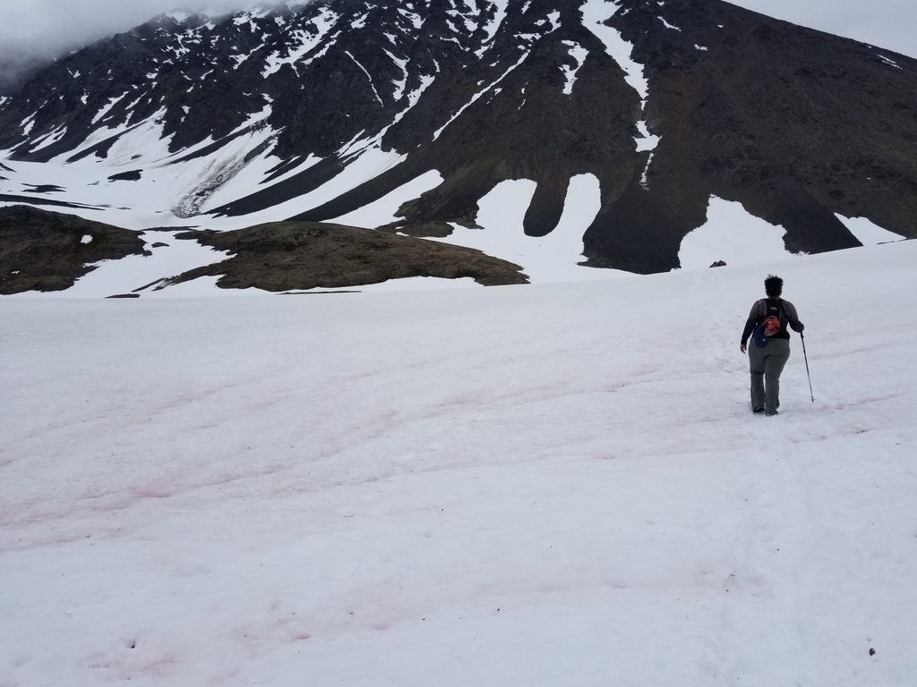 watermelon snow from Anchorage, AK 99587, USA on May 30, 2020 at 01:02 ...