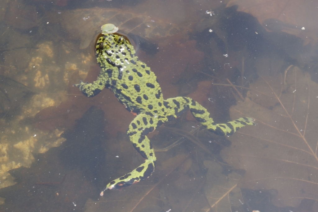 Oriental Fire-bellied Toad from Toseong-myeon, Goseong-gun, Gangwon-do ...