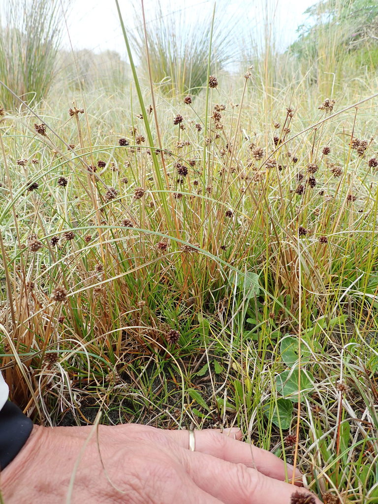 Juncus caespiticius from Himatangi Beach 4891, New Zealand on May 29 ...