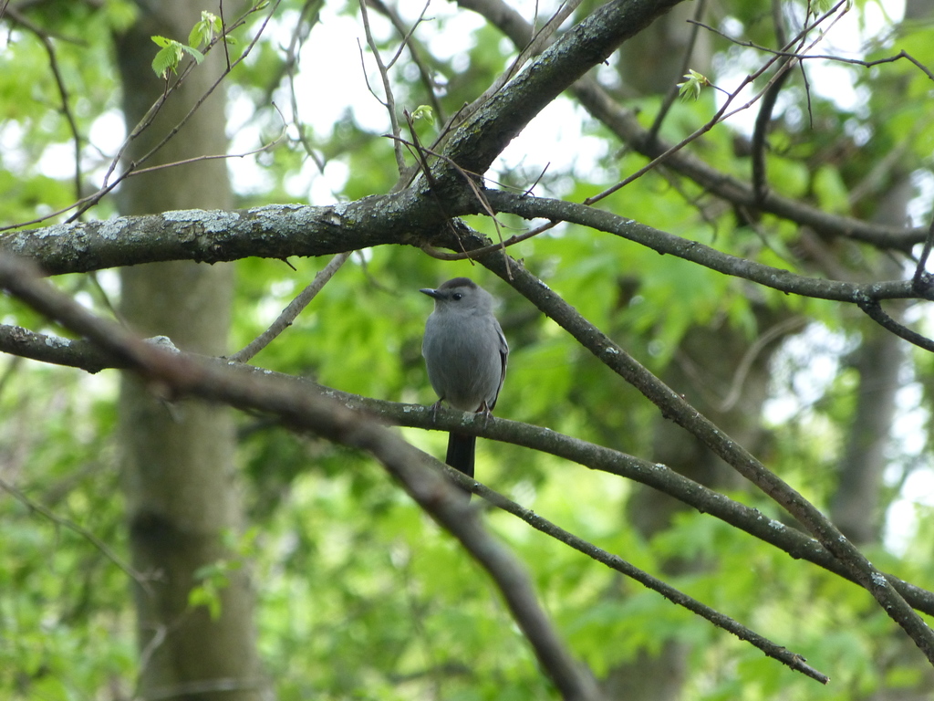 Gray Catbird from Roslindale, Boston, MA, USA on May 3, 2017 at 04:45 ...