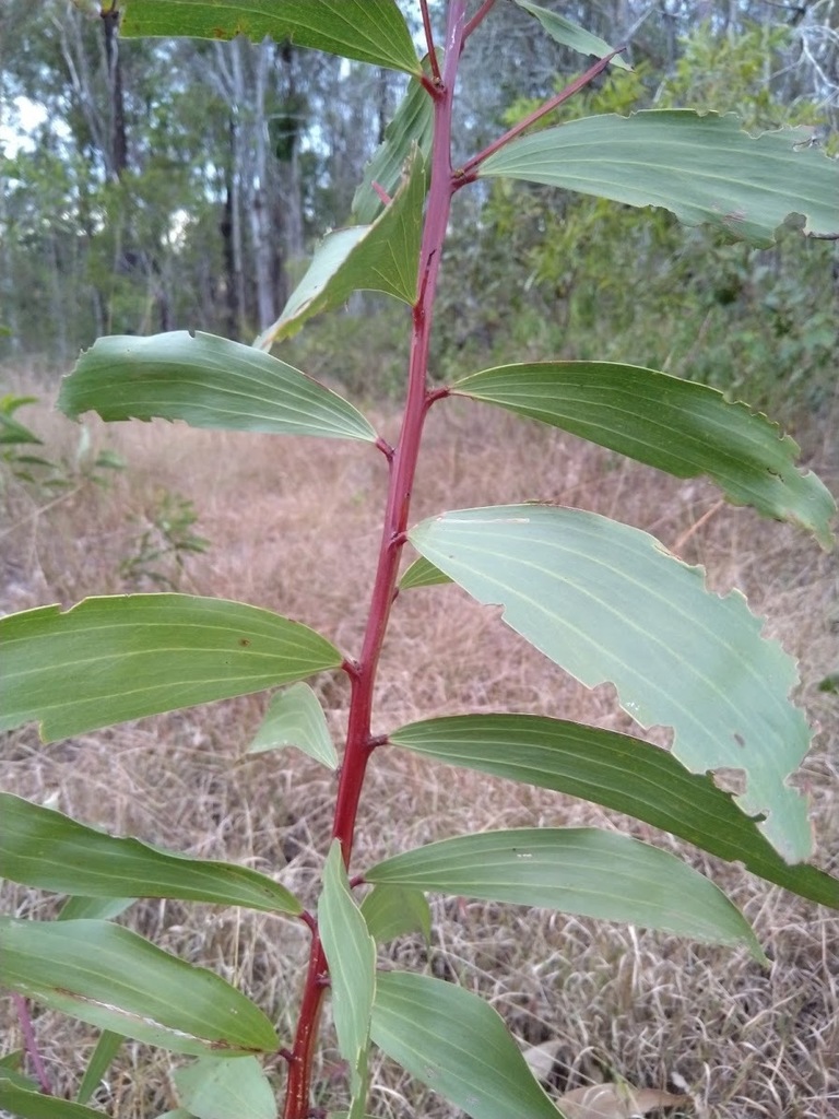 black wattle from Yengarie QLD 4650, Australia on May 31, 2020 at 04:49 ...