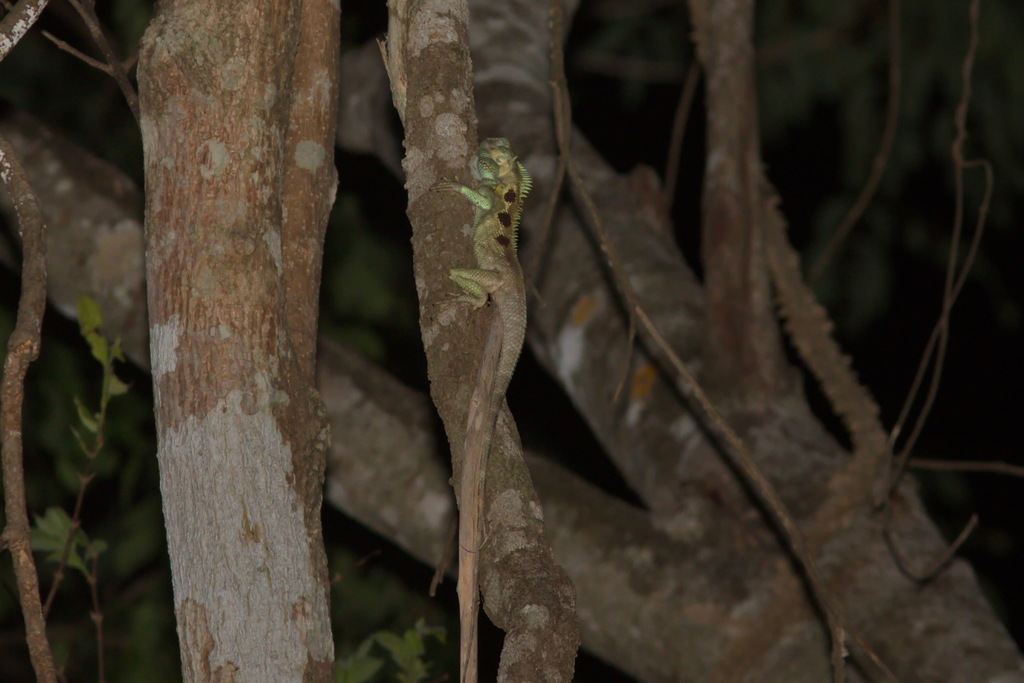 Siamese Blue Crested Lizard from Udom Sap, Wang Nam Khiao District ...