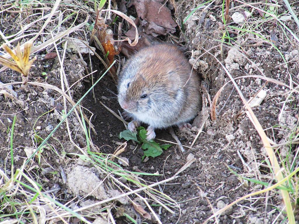 Grey Red-backed Vole from г. Дальнегорск, Приморский край, Россия on ...
