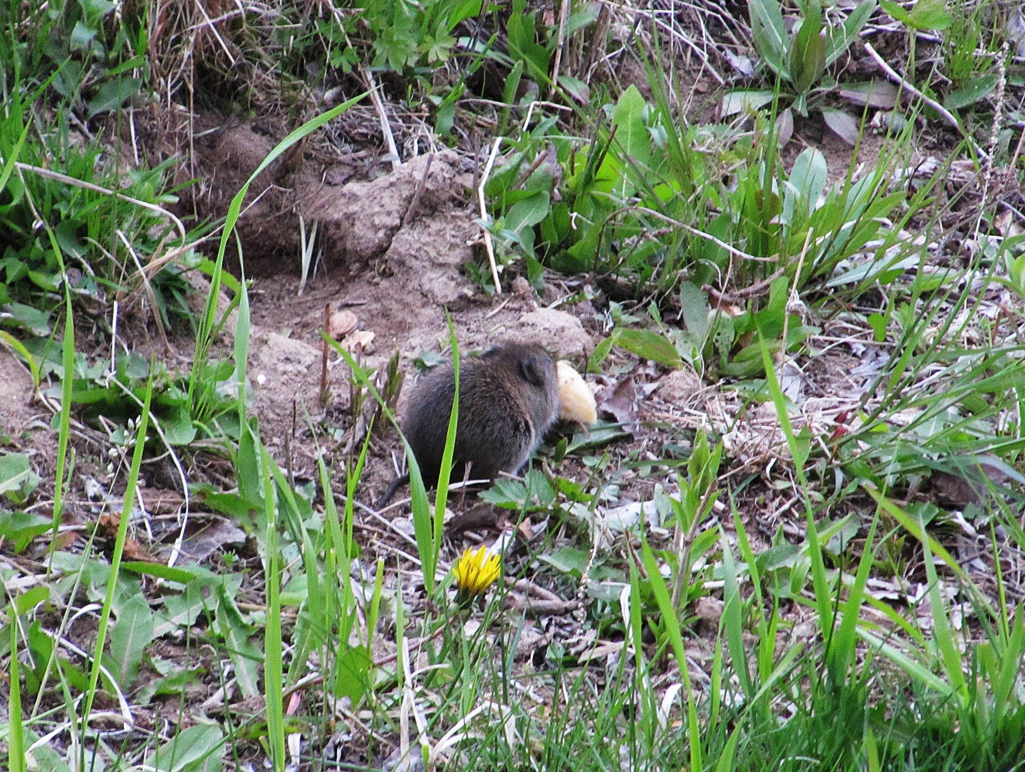 Microtus fortis Büchner, 1889