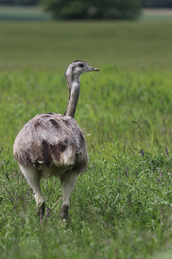 Greater Rhea from 19217 Rieps, Deutschland on May 25, 2020 at 11:13 AM ...