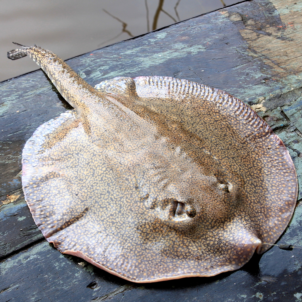 Largespot River Ray (Potamotrygon falkneri) - Marine Life Identification