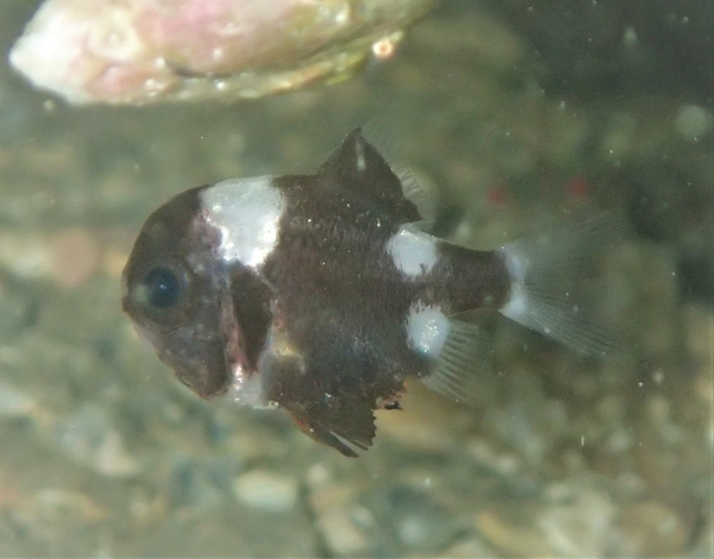 Southern Roughy (Fishes of Chowder Bay, Sydney, Australia) · iNaturalist