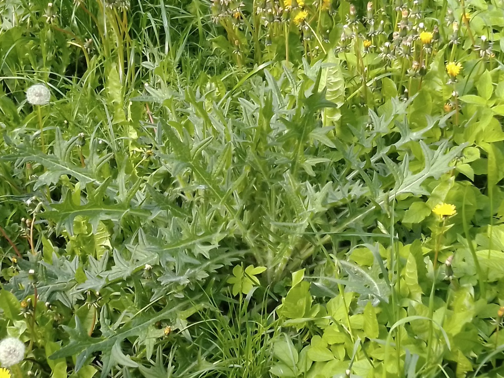 Bull Thistle from South-Western, Moscow City, Russia on May 25, 2020 at ...
