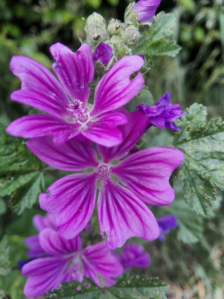 Common Mallow from Bristol, England, GB on May 30, 2020 at 09:03 PM by ...
