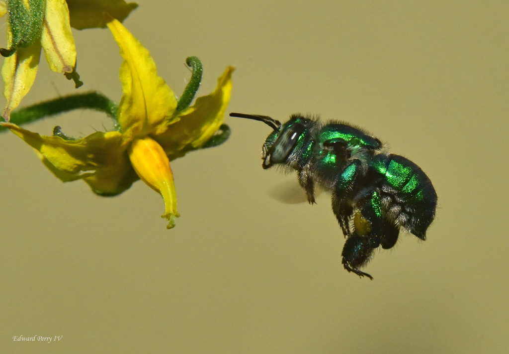 Dilemma Orchid Bee from 1770 Mason Terrace, Melbourne, FL 32935, USA on ...