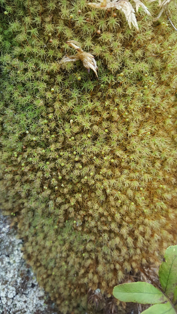 Common Apple-moss from Lake County, MN, USA on May 30, 2020 at 08:54 AM ...