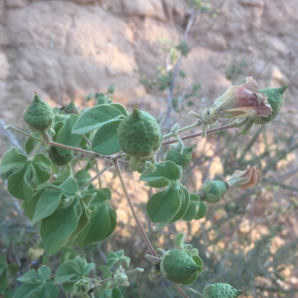 Gossypium anomalum anomalum in May 2020 by Vera De Cauwer · iNaturalist