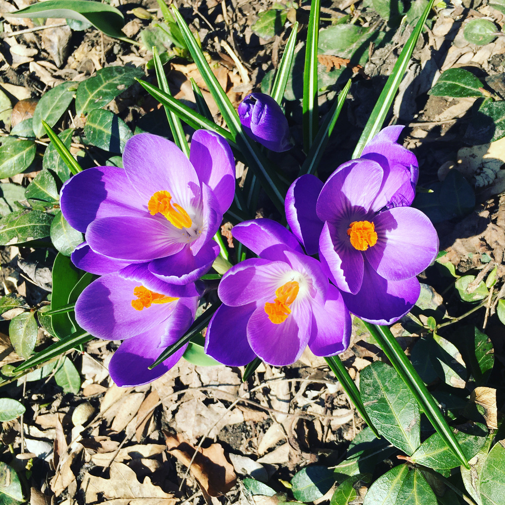 Crocus vernus from Springbank Dr, London, ON, CA on March 27, 2020 at ...