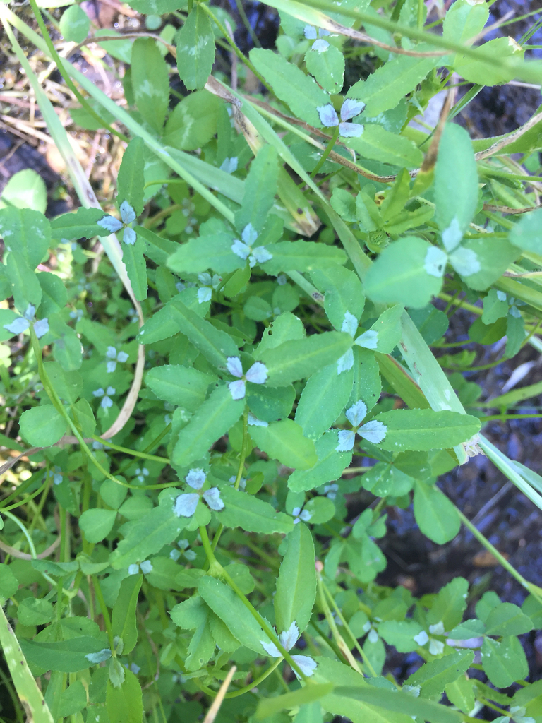 large variegated clover (Trifolium variegatum major) - Botanical Realm