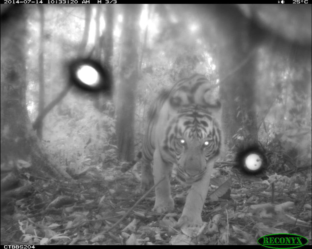 Sunda Tiger in July 2014 by Max Allen. Camera Trap in Sumatra · iNaturalist