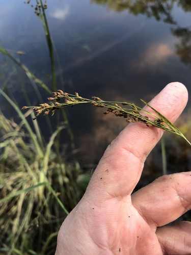Swamp-forest Beakrush (Rhynchospora decurrens) · iNaturalist United Kingdom