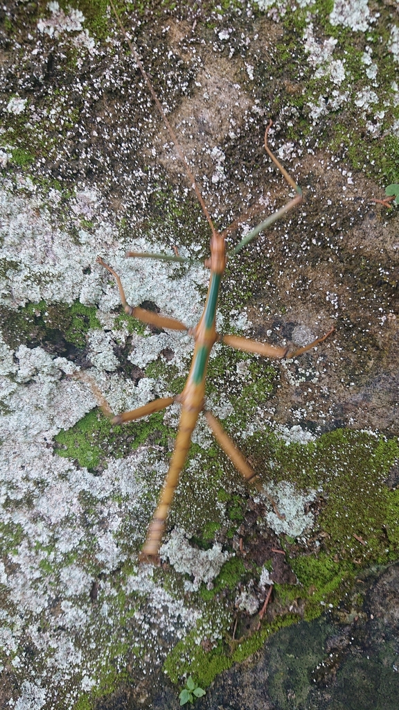 Giant Walkingstick from Austin, TX 78735, USA on May 28, 2020 at 12:24 ...