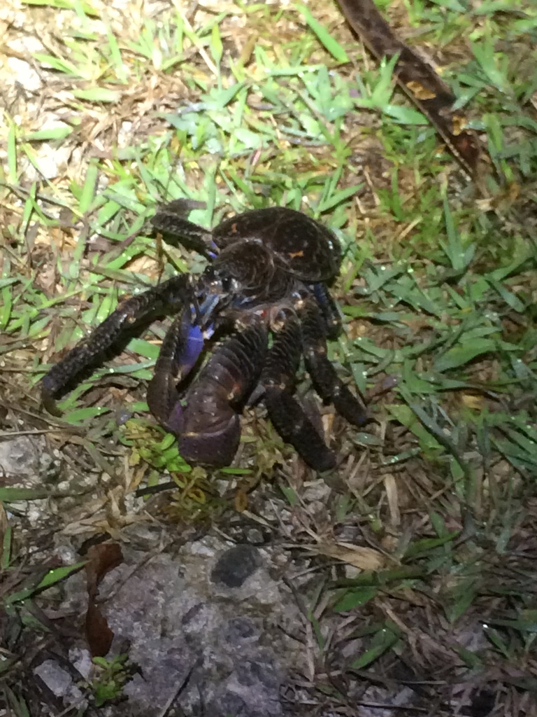 Coconut Crab in May 2017 by mrbufo · iNaturalist