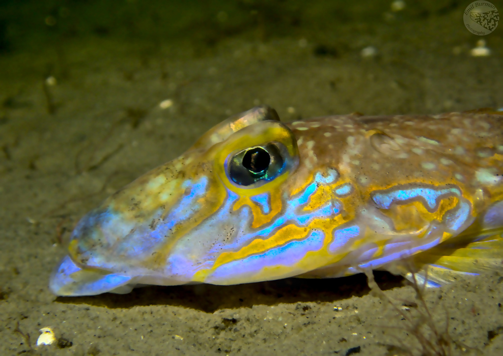 Dragonets (Callionymidae) - Marine Life Identification