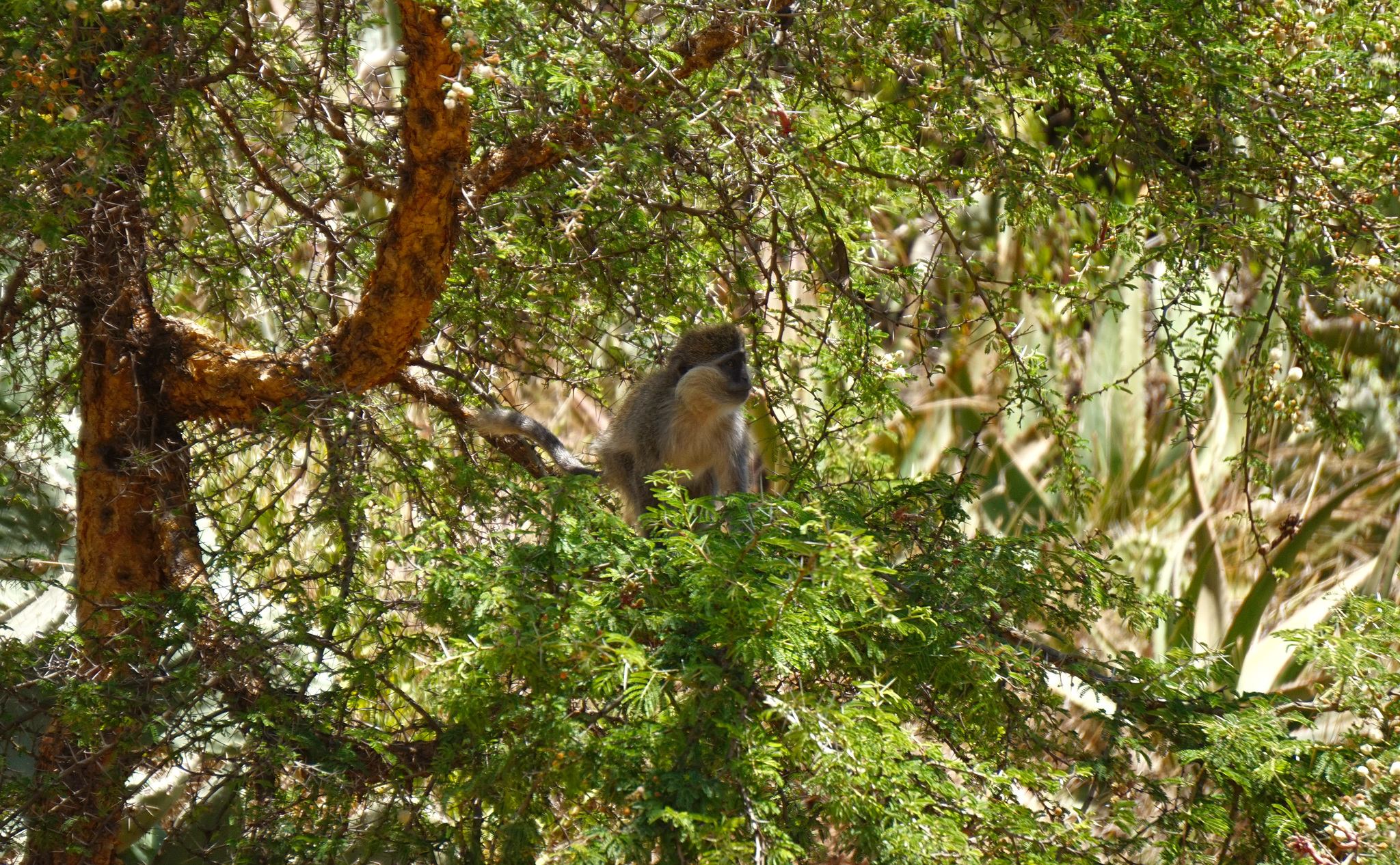 Chlorocebus aethiops (Linnaeus, 1758)