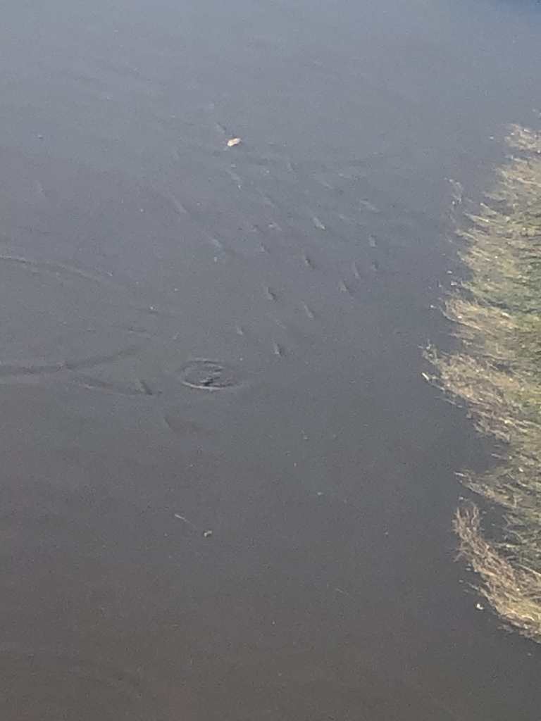 Rudd from River Alt, Liverpool, England, GB on May 31, 2020 at 04:21 PM ...