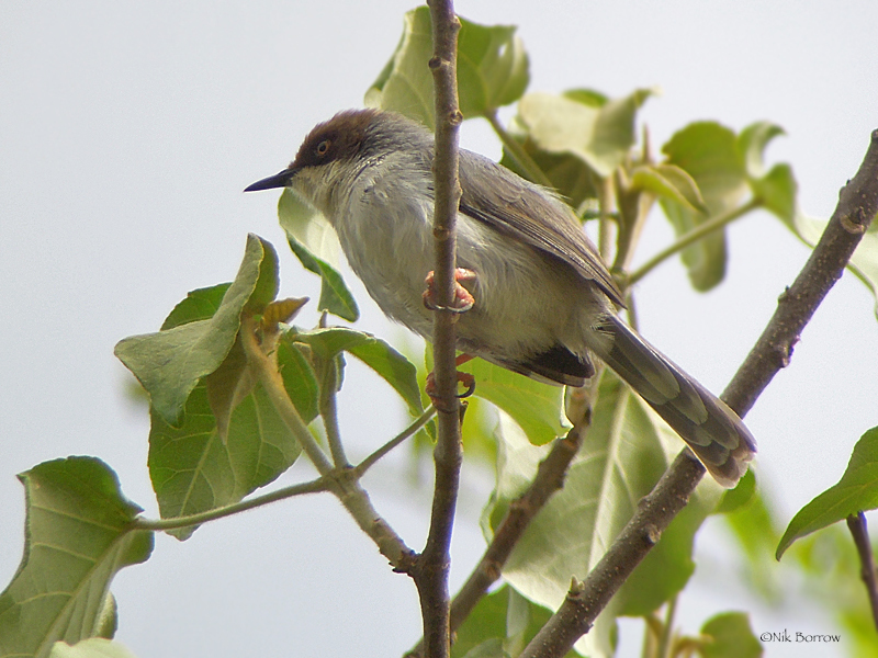 Brown-headed Apalis from Ngorongoro Conservation Area, Tanzania on February 18, 2017 by Nik ...