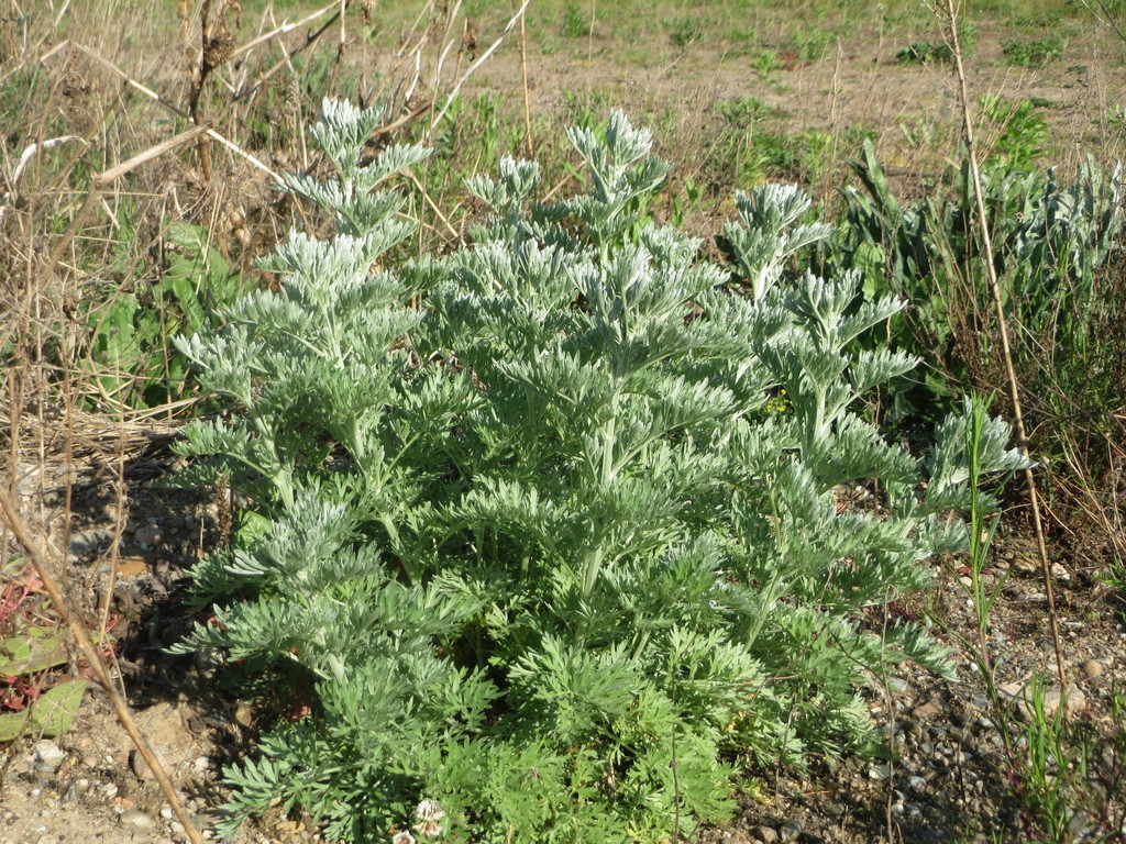 Absinth Wormwood (Black Hills Invasive Plant Guide) · iNaturalist