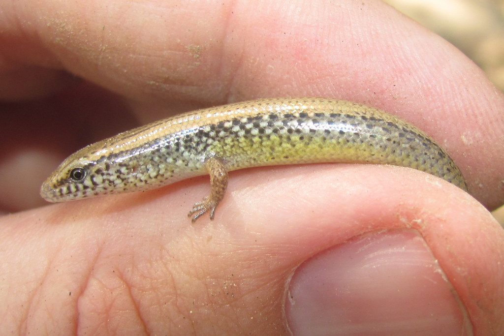 White-spotted Supple Skink from Lucknow, Uttar Pradesh, India on March ...
