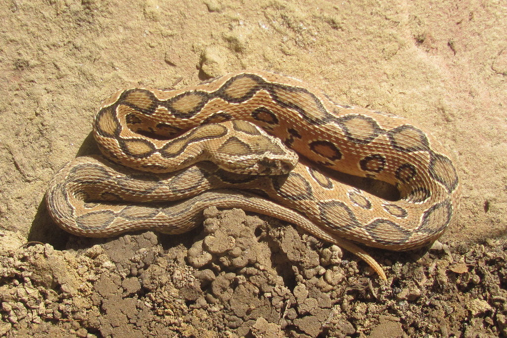 Russell's Viper in March 2019 by Jonathan Hakim. The same one that was ...