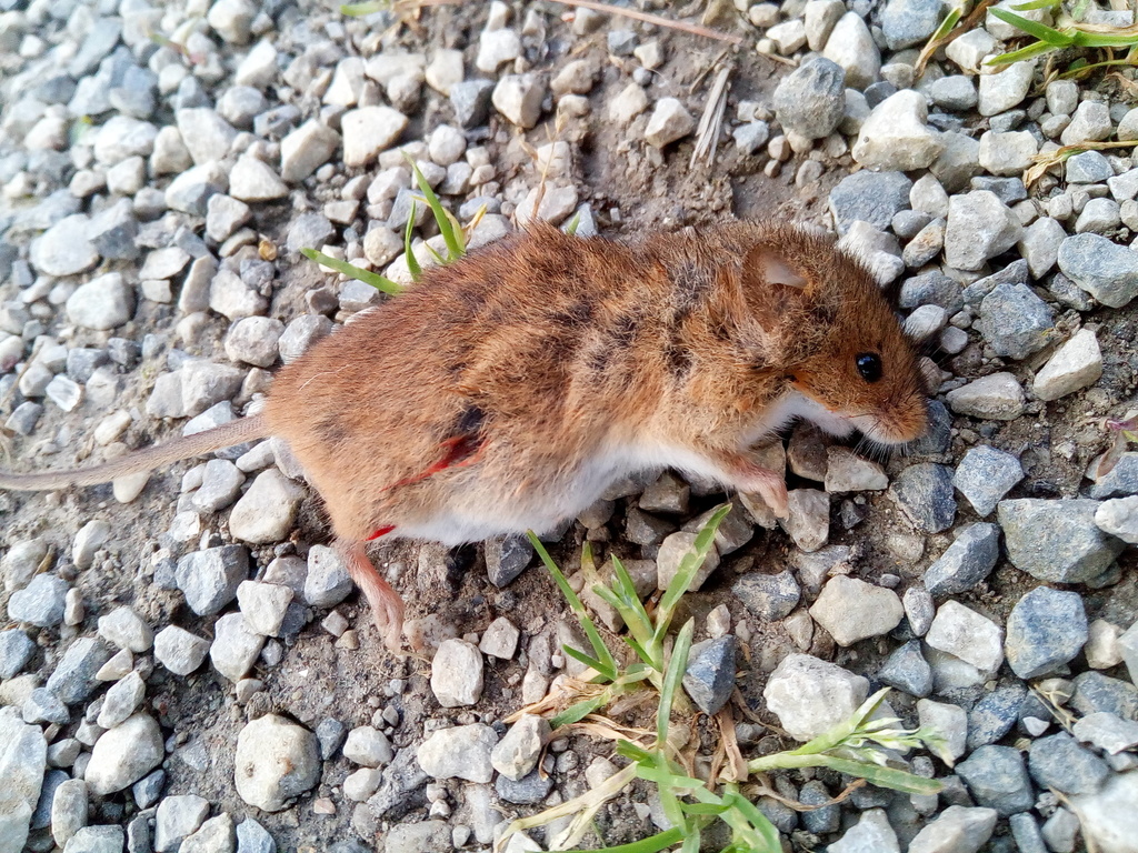 Eurasian Harvest Mouse from Blaškovec, Croatia on May 29, 2020 at 06:42 ...