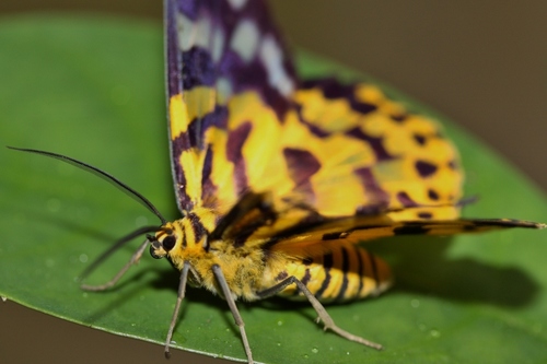 False Tiger Moths (Genus Dysphania) · iNaturalist