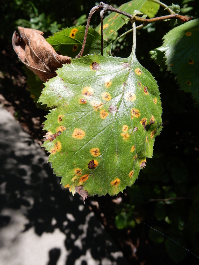 Juniper-hawthorn rust (Spring Fungi of the Greater Washington DC Area ...
