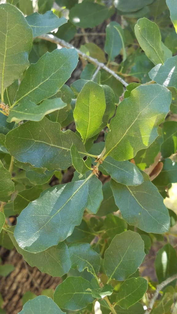 island scrub oak (Quercus pacifica) - Botanical Realm