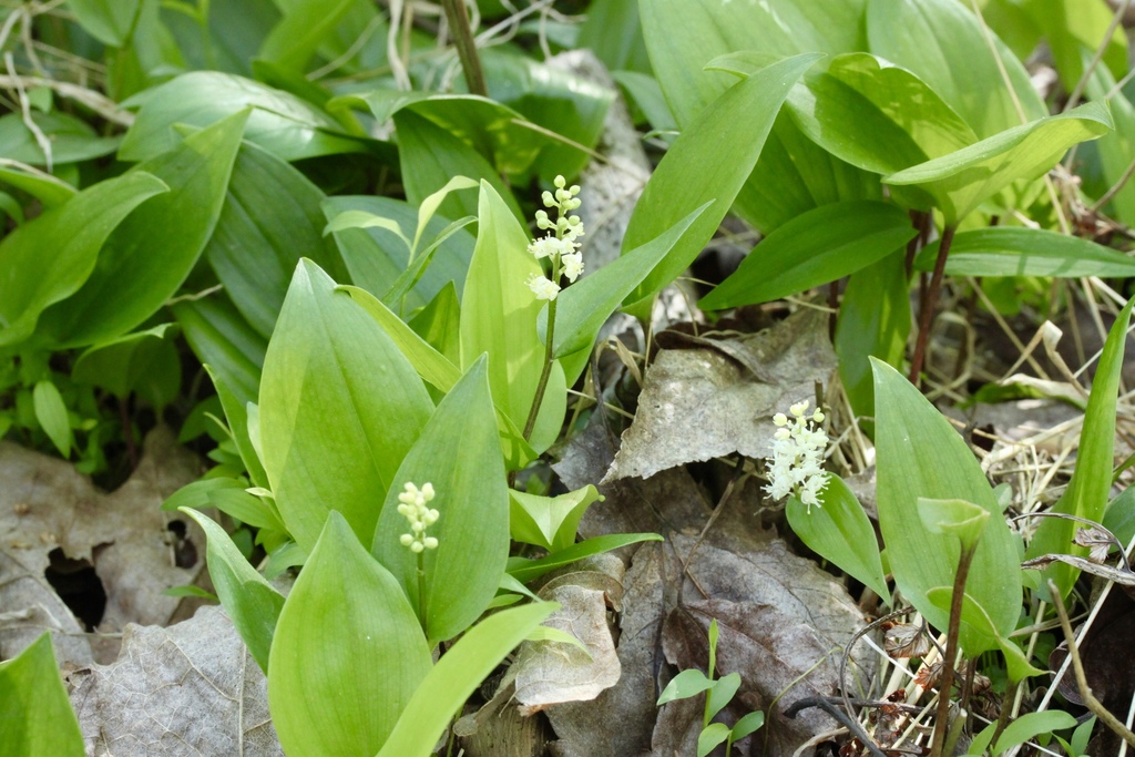 Canada mayflower from Linbrook Woodlands Conservation Area - Allegheny ...