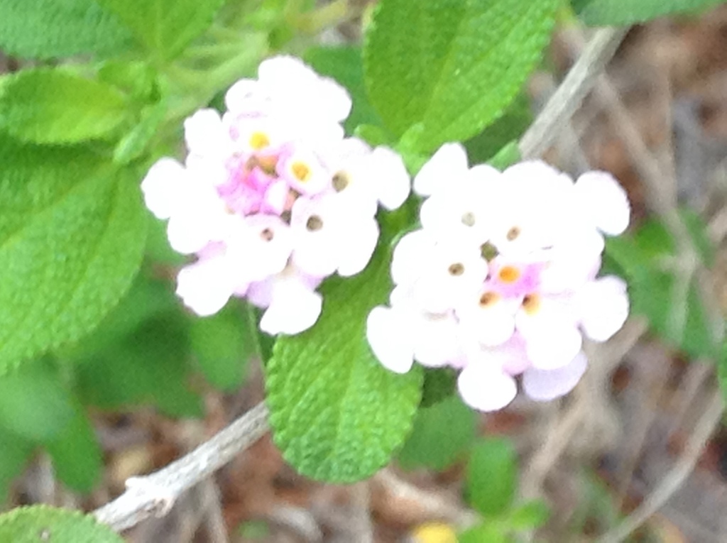 Button Sage from Nevis, KN on May 4, 2017 at 08:13 AM by Susan J ...
