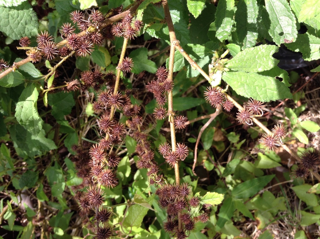 Mozote (Catálogo de especies de "El cañón de la Carbonera") · iNaturalist